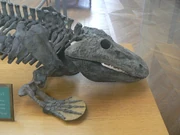 Eryops | Fossil Wiki | Fandom