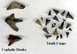 Hybodus | Fossil Wiki | Fandom