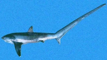 Alopias | Fossil Wiki | Fandom