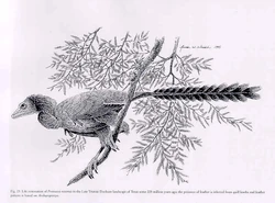 Protoavis | Fossil Wiki | Fandom