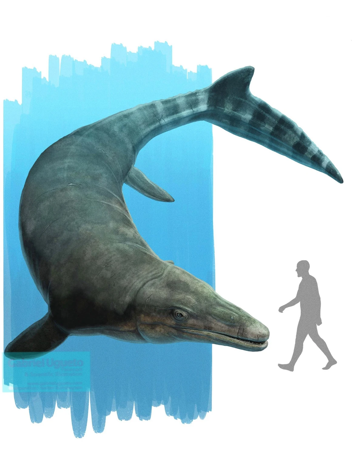 Mosasaurus Size
