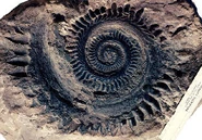 Helicoprion | Fossil Wiki | Fandom