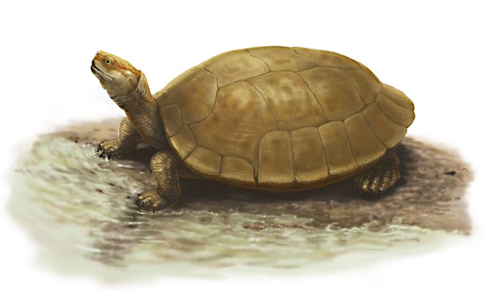 Adocus | Fossil Wiki | Fandom