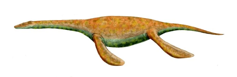 Pistosaurus | Fossil Wiki | Fandom