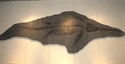 List of ichthyosaurs | Fossil Wiki | Fandom