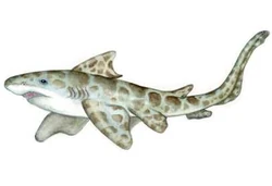 Paleocarcharias | Fossil Wiki | Fandom