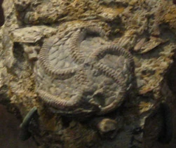 List of edrioasteroids | Fossil Wiki | Fandom