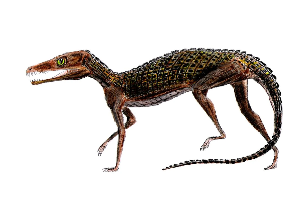 Pedeticosaurus | Fossil Wiki | Fandom