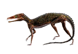 Pedeticosaurus | Fossil Wiki | Fandom