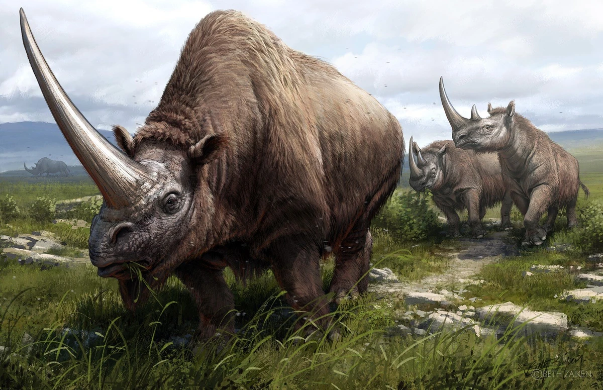 Elasmotherium | Fossil Wiki | Fandom