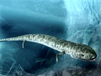 List of prehistoric amphibians | Fossil Wiki | Fandom