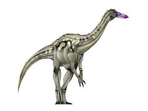 Timimus | Fossil Wiki | Fandom