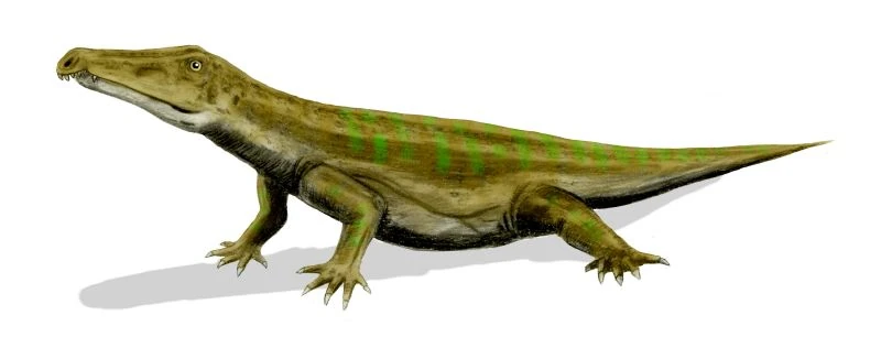 Proterosuchus | Fossil Wiki | Fandom