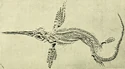 List of ichthyosaurs | Fossil Wiki | Fandom