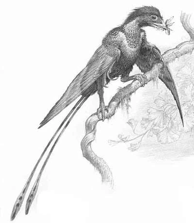 Confuciusornis | Fossil Wiki | Fandom