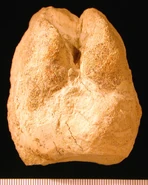 Ichnite | Fossil Wiki | Fandom