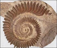 Helicoprion | Fossil Wiki | Fandom
