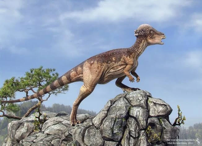 Pachycephalosaurus wyomingensis | Wiki Dinosaurios y Prehistoria | Fandom