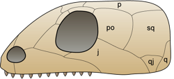 Anapsida | Fossil Wiki | Fandom