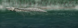 Longosuchus | Fossil Wiki | Fandom