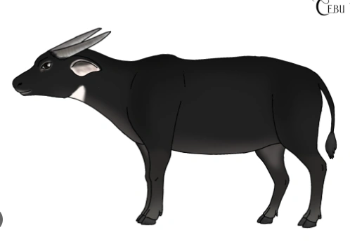 Cebu Tamaraw | Fossil Wiki | Fandom