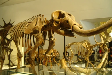 Serbelodon
