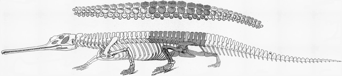 Rutiodon | Fossil Wiki | Fandom