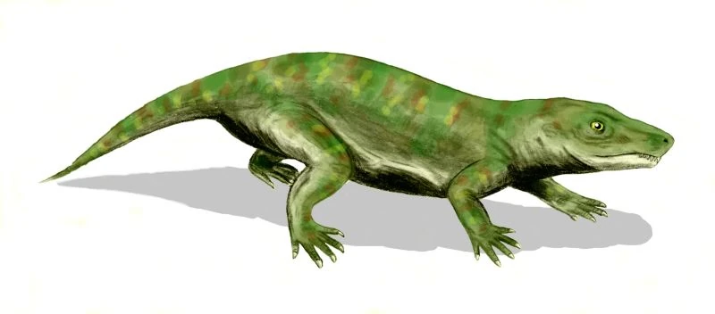 Therocephalia | Fossil Wiki | Fandom