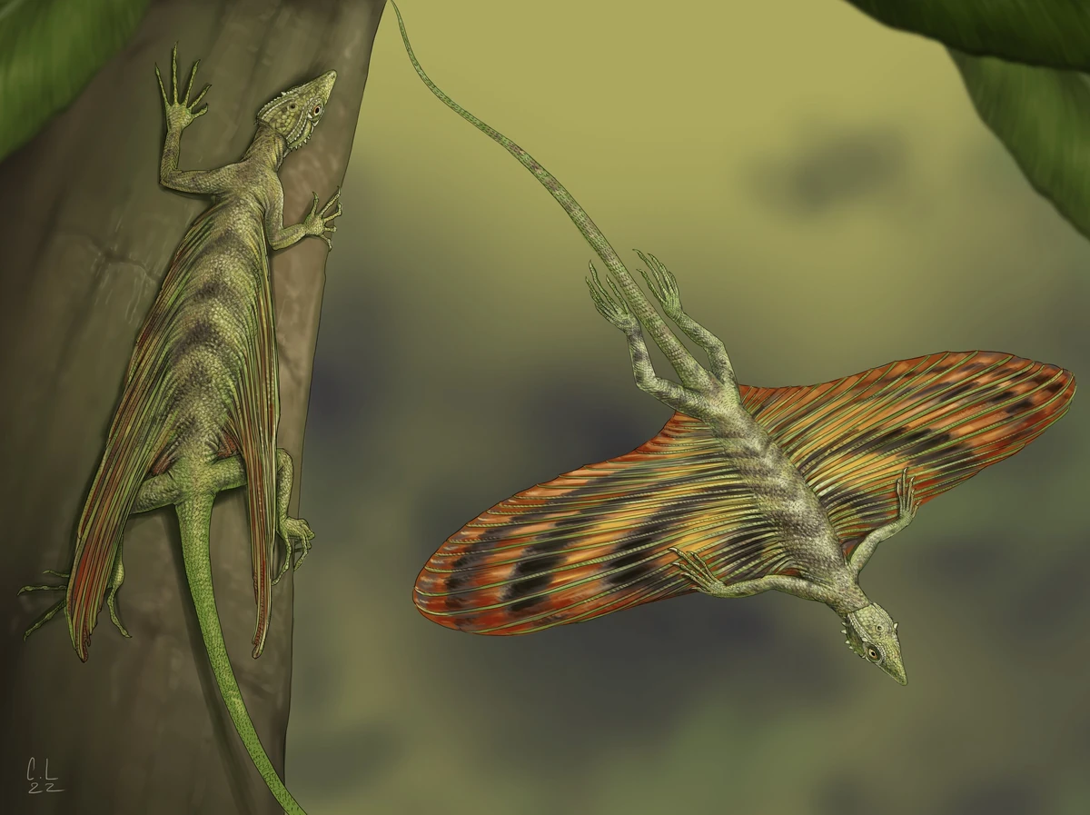 Coelurosauravus | Fossil Wiki | Fandom