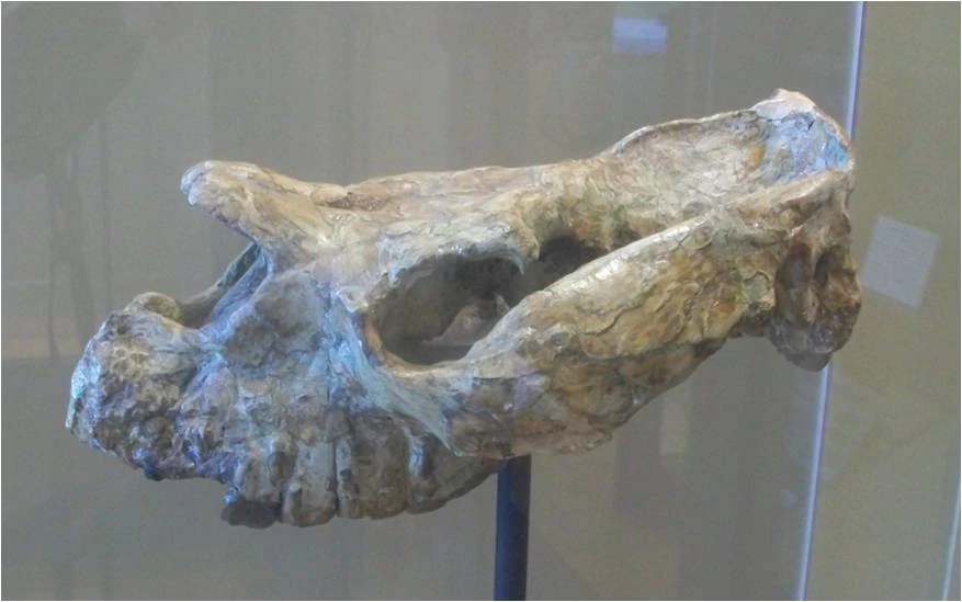 Leontiniidae | Fossil Wiki | Fandom