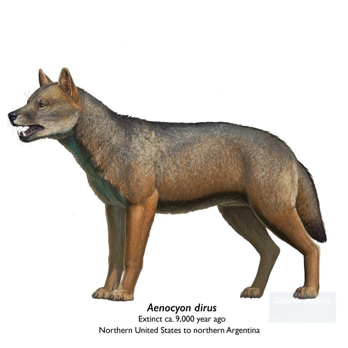 Dire wolf | Fossil Wiki | Fandom