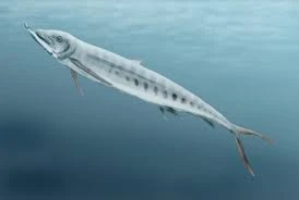 Saurodon | Fossil Wiki | Fandom