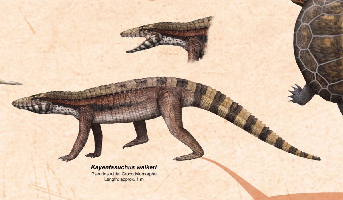 Kayentasuchus | Fossil Wiki | Fandom