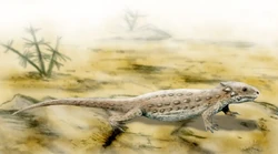 Leptopleuron | Fossil Wiki | Fandom