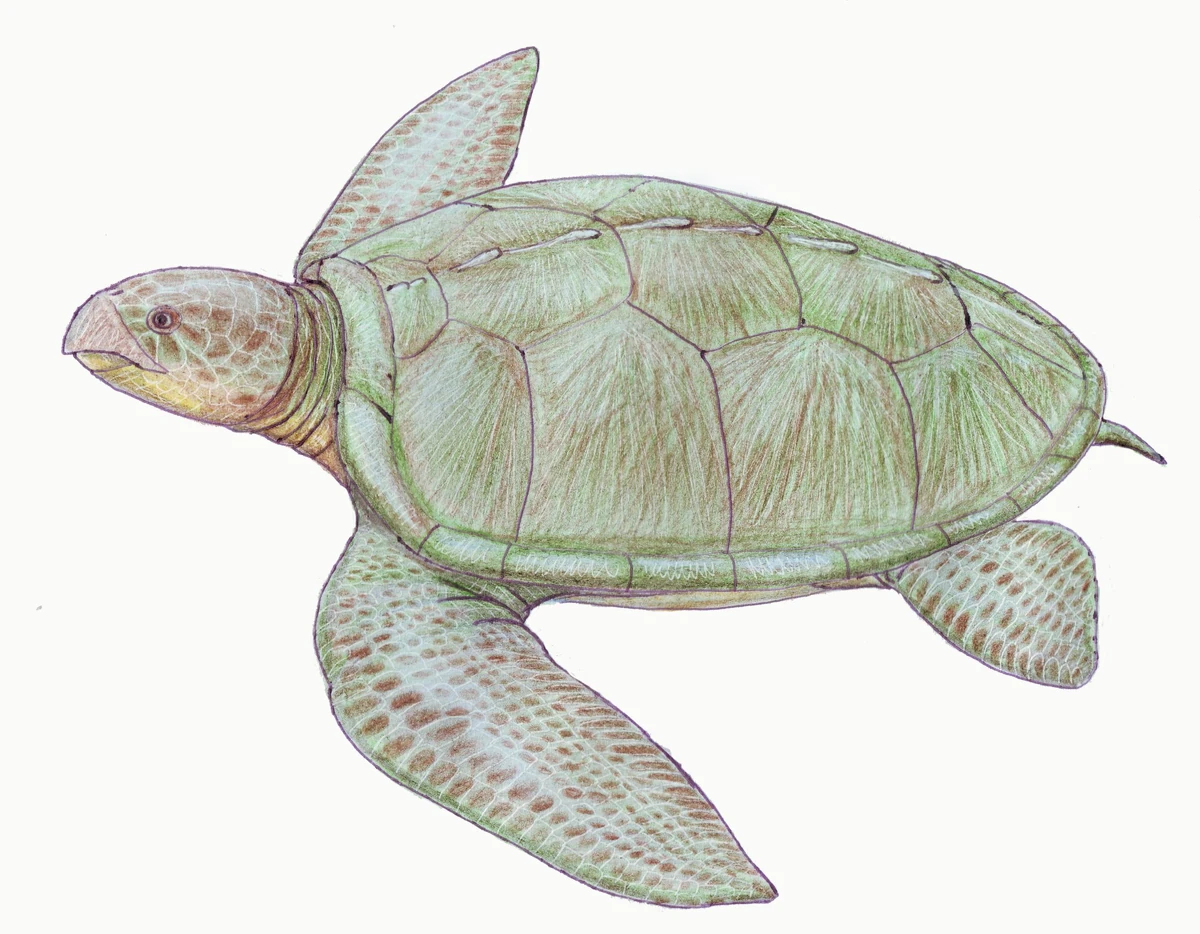 Notochelone | Fossil Wiki | Fandom