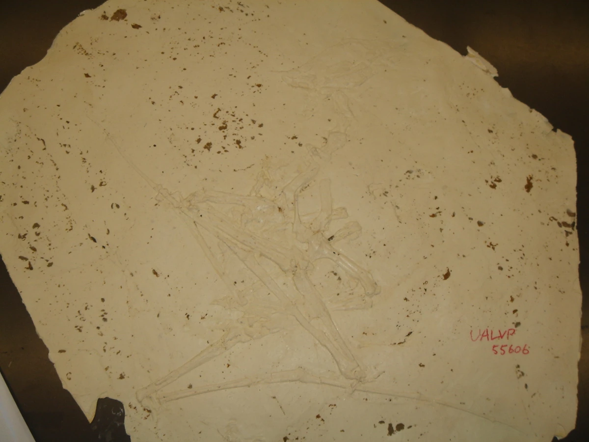 Sinopterus | Fossil Wiki | Fandom