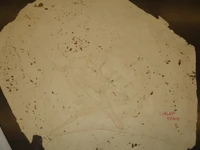 Jiufotang Formation | Fossil Wiki | Fandom