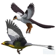 Archaeopteryx | Fossil Wiki | Fandom