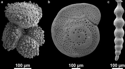 Microfossils | Fossil Wiki | Fandom