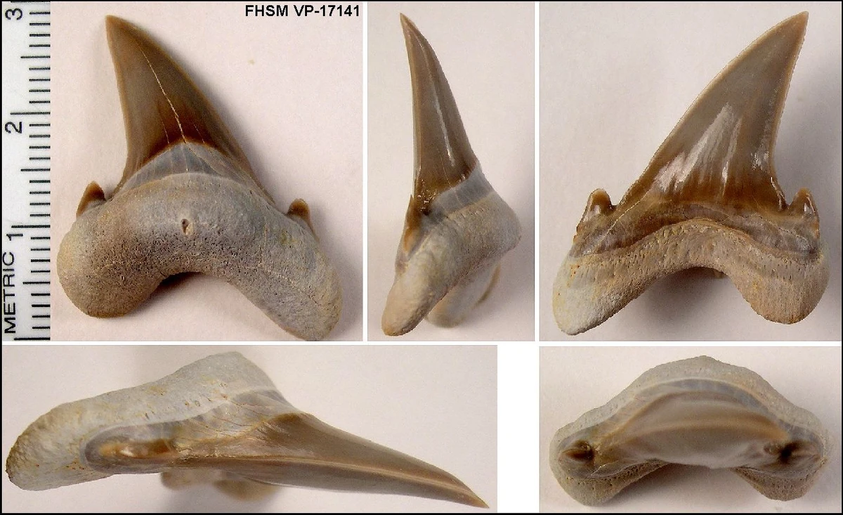 Cardabiodon | Fossil Wiki | Fandom