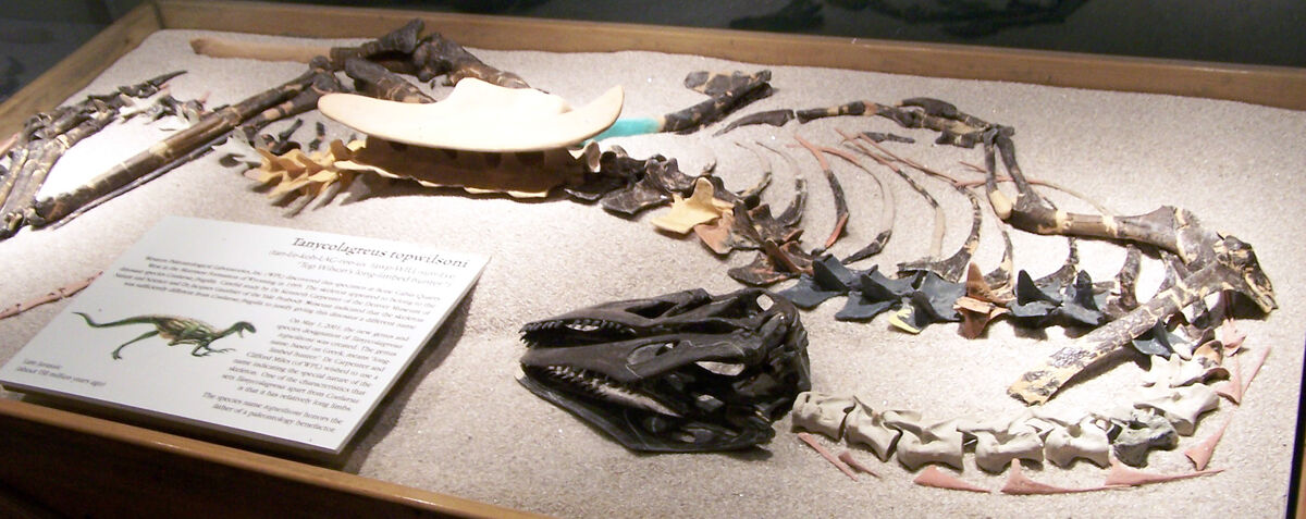 Tanycolagreus Fossil Wiki Fandom