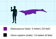 Utatsusaurus | Fossil Wiki | Fandom