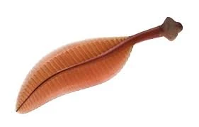 Charniodiscus | Fossil Wiki | Fandom