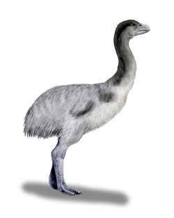 List of fossil birds | Fossil Wiki | Fandom