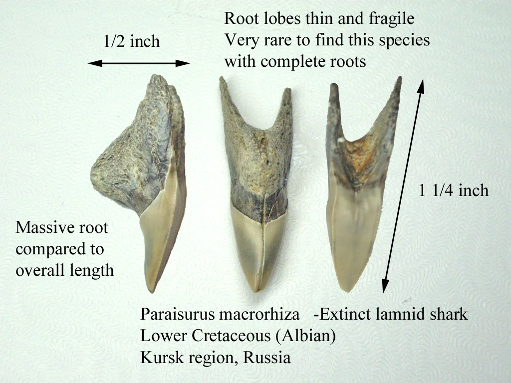 Paraisurus | Fossil Wiki | Fandom
