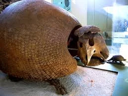 Glyptodon | Fossil Wiki | Fandom