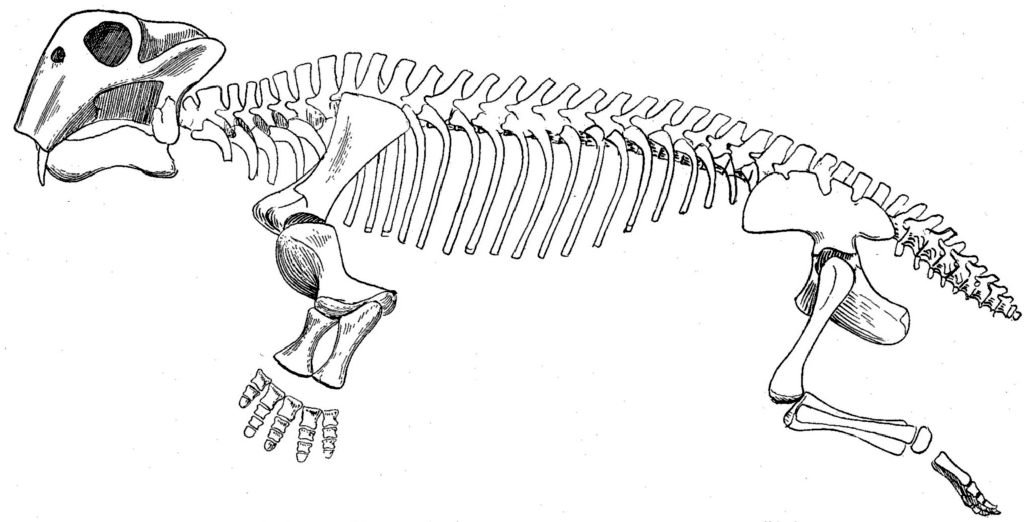 Lystrosaurus Fossil