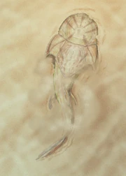 List of placoderms | Fossil Wiki | Fandom