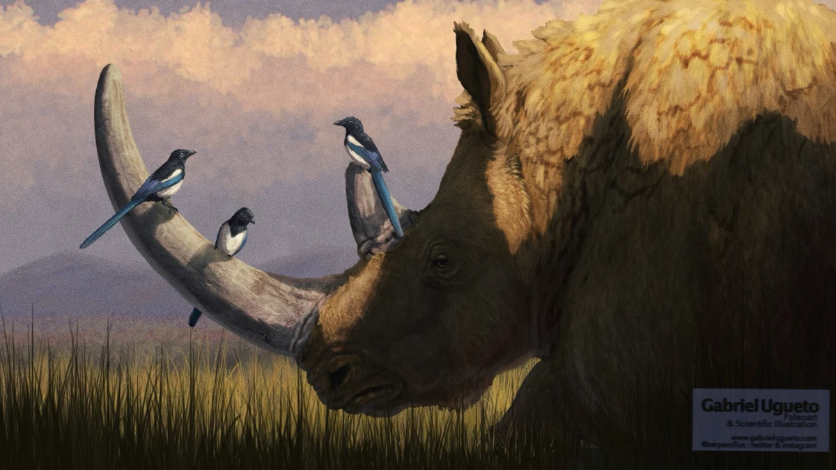 Woolly rhinoceros | Fossil Wiki | Fandom