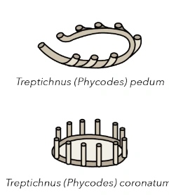 Treptichnus | Fossil Wiki | Fandom